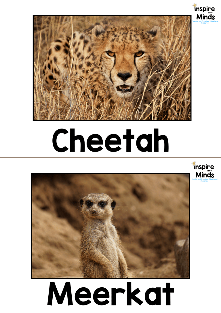Enhancing Preschool Learning with Safari Animal Flash Cards – Inspire ...